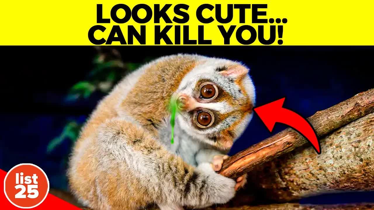 25 Cutest Animals With HORRIFYING Secrets