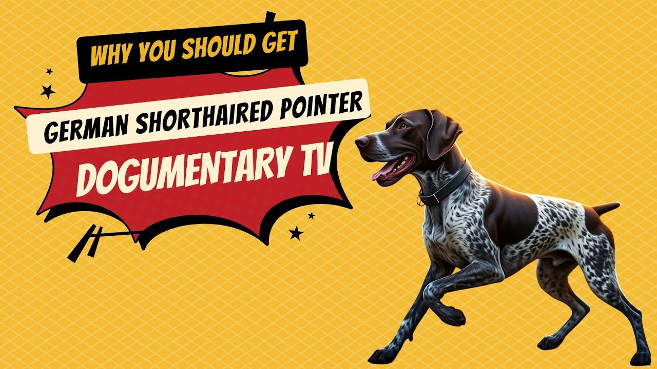 Owning a German Shorthaired Pointer will change your life!