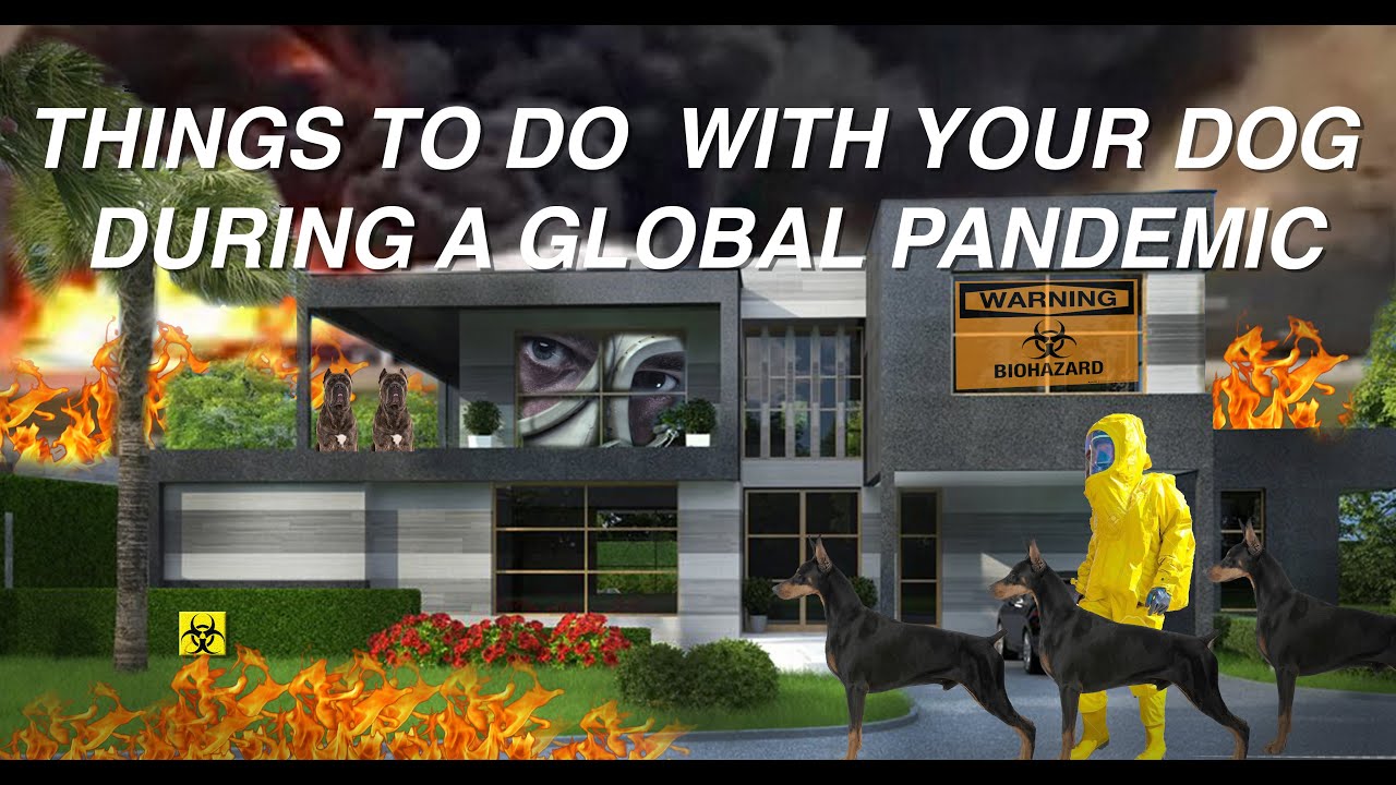 Things to do with your dog during this global pandemic