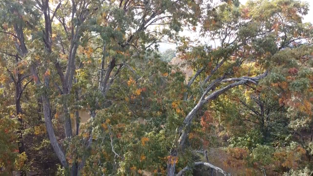 Georgia's rapid population growth is taking a toll on its tree canopy