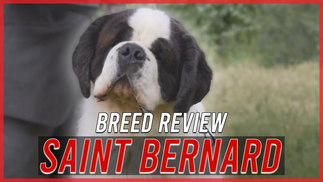 Saint Bernard breed review