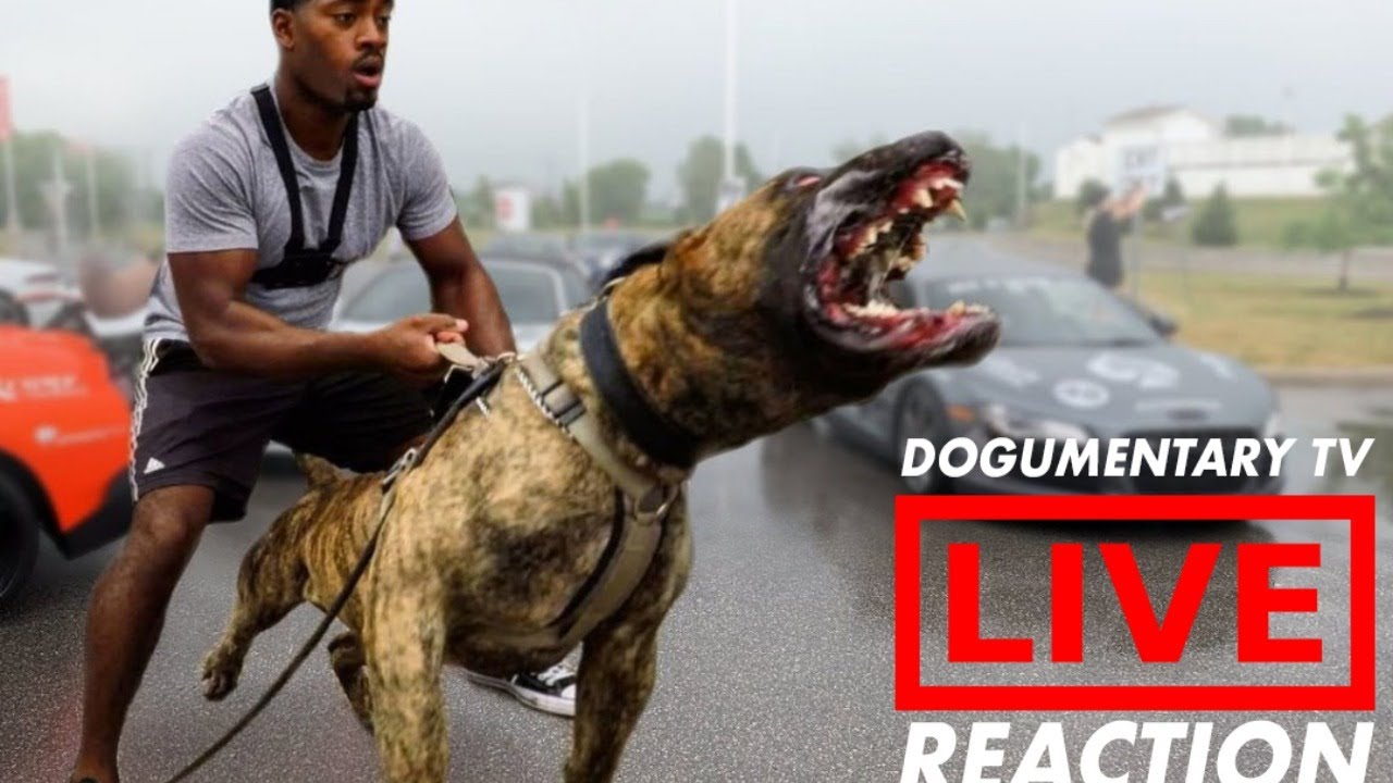 10 most intimidating dog breeds - live reaction