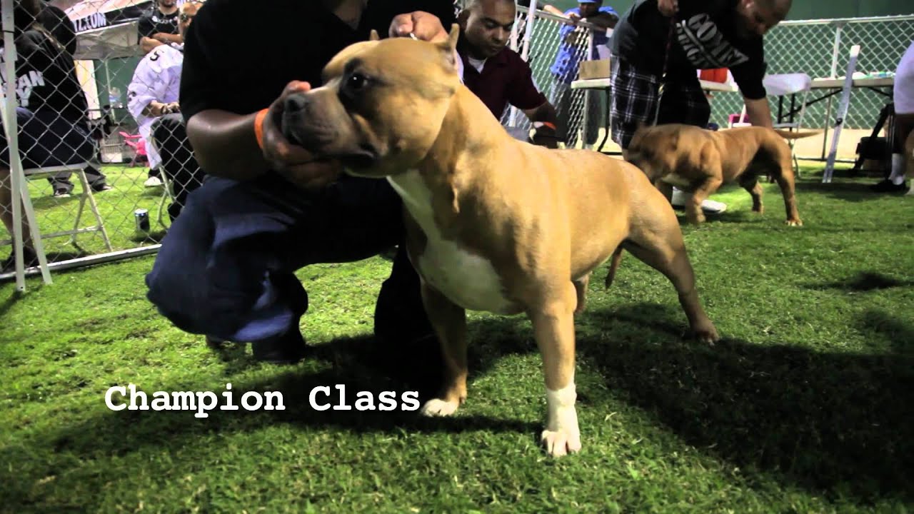 American Bully Show - Lights Out Bully Fest
