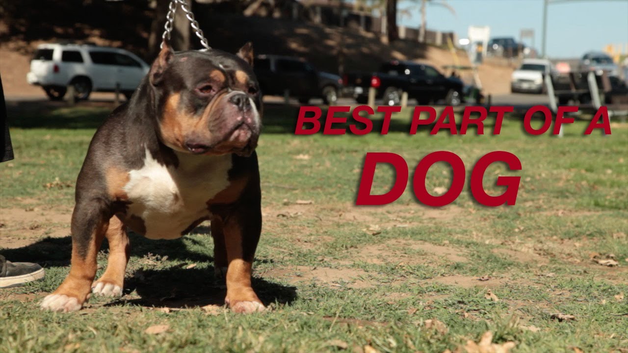 BEST PART OF A DOG (AMERICAN BULLY)
