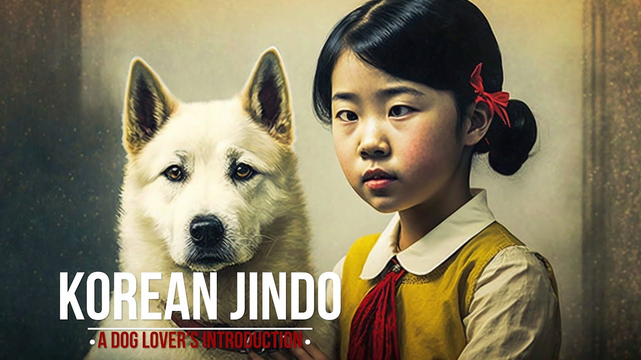 The incredible Korean Jindo: Nature's perfect dog