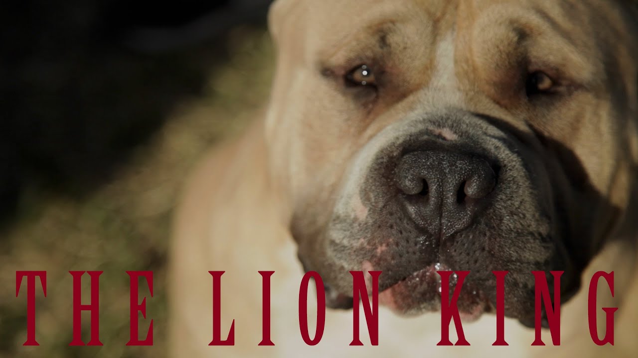 American Bully Show - Bringing the Bully Heat 4