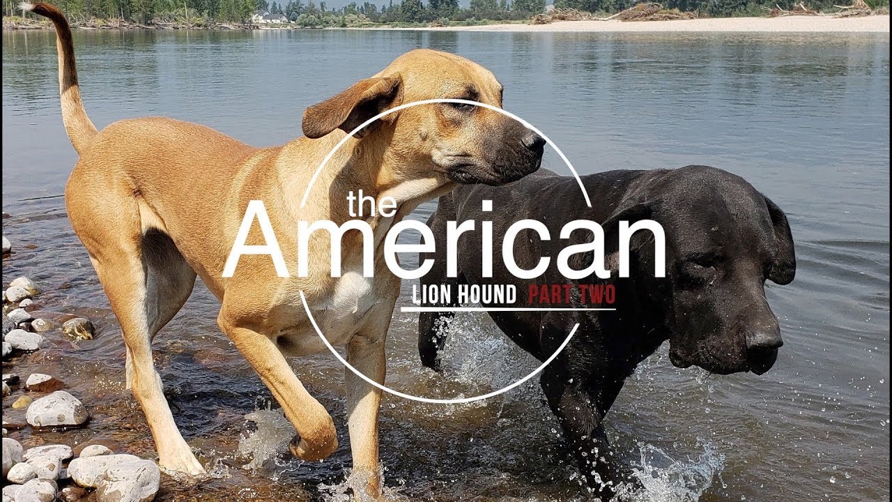 AMERICAN LION HOUND PART 2 (STREAMED INTERVIEW)