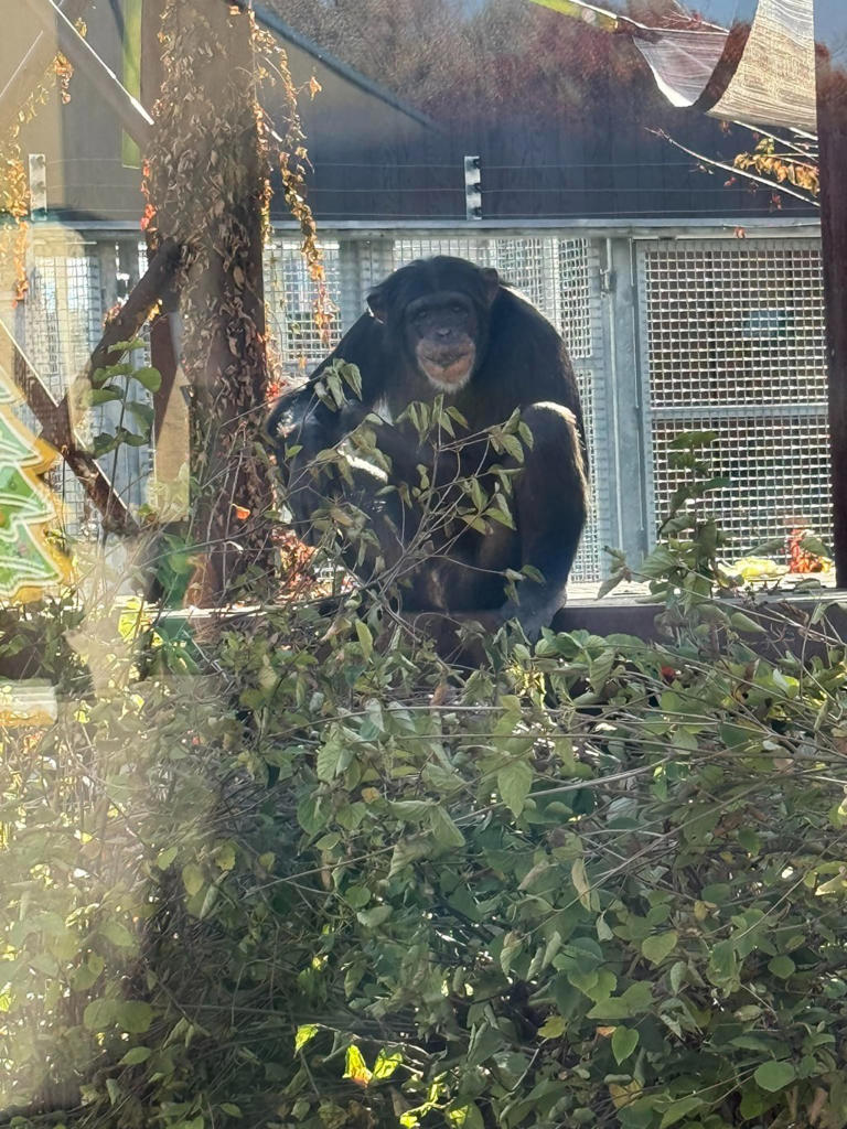 Chimp escapes Indianapolis Zoo enclosure, prompts lockdown that traps ...