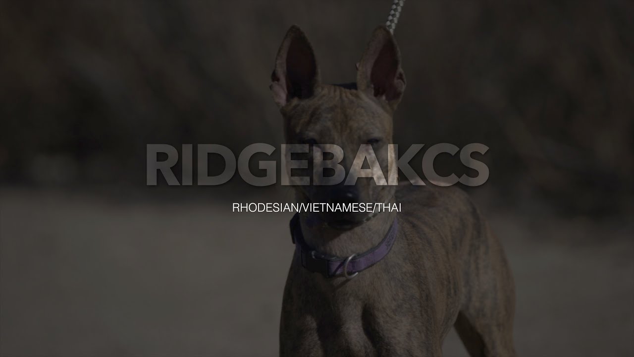 Discovering the unique qualities of 3 amazing ridgeback dog breeds!