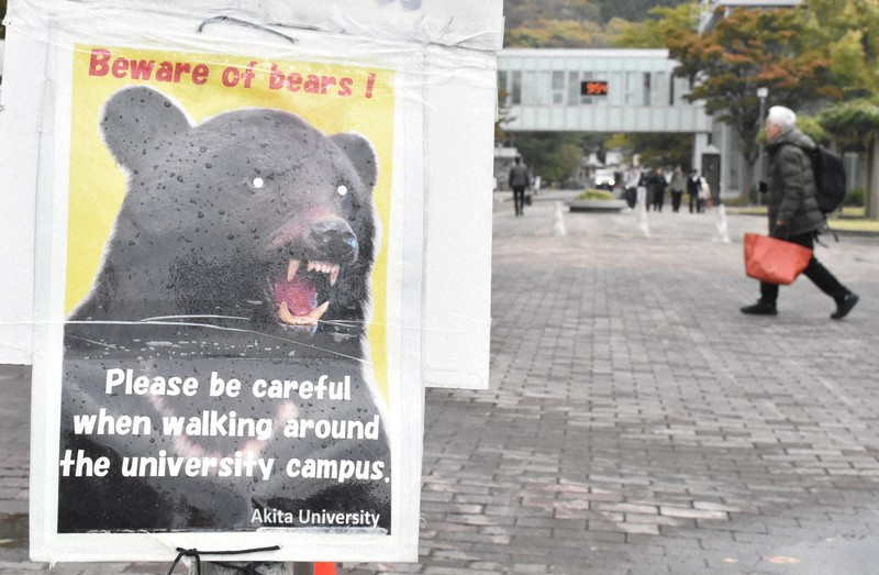 Unprecedented bear activity in Japan puts famous autumn foliage spots ...