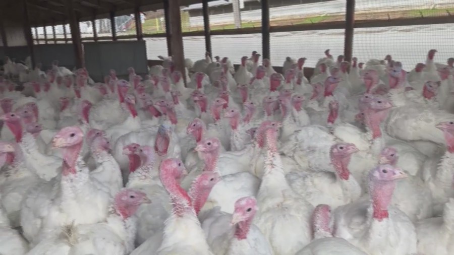 Family farms getting busy for Thanksgiving season