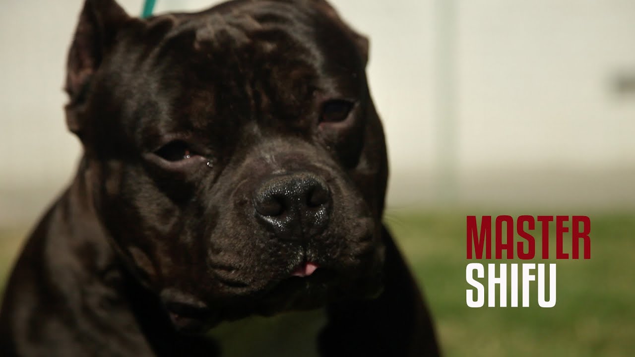 AMERICAN BULLY - GR. CH. MASTER SHIFU