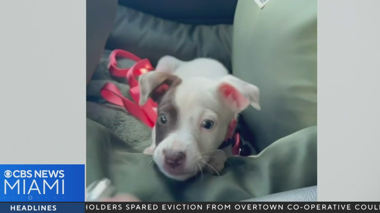 Miami Animal Rescue receives more than $35,000 in donations after ...