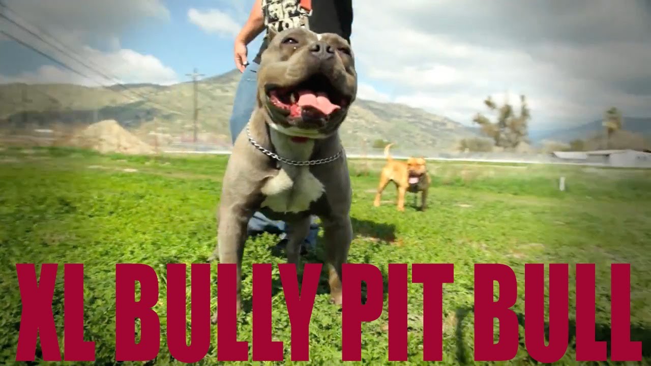 XL American Bully - Kane