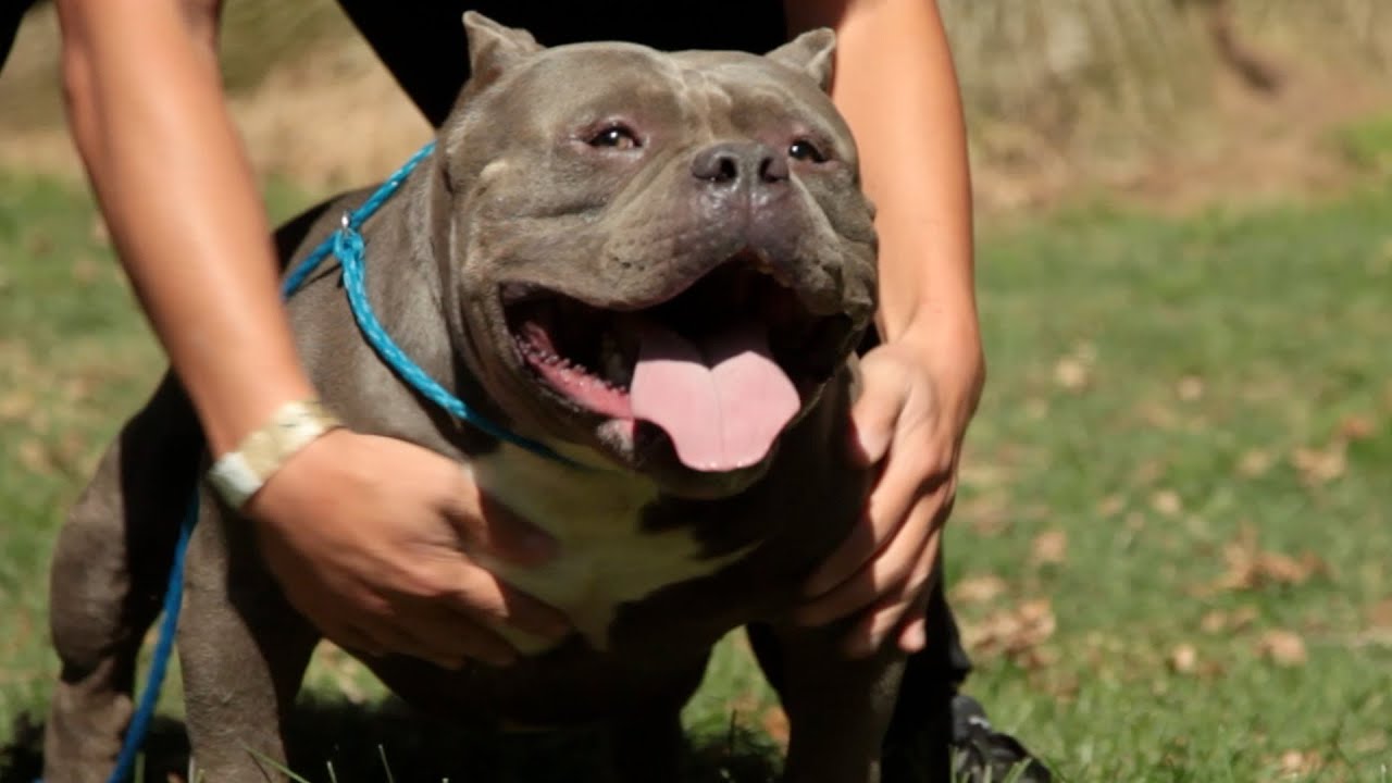 Exotic bully - super maniac