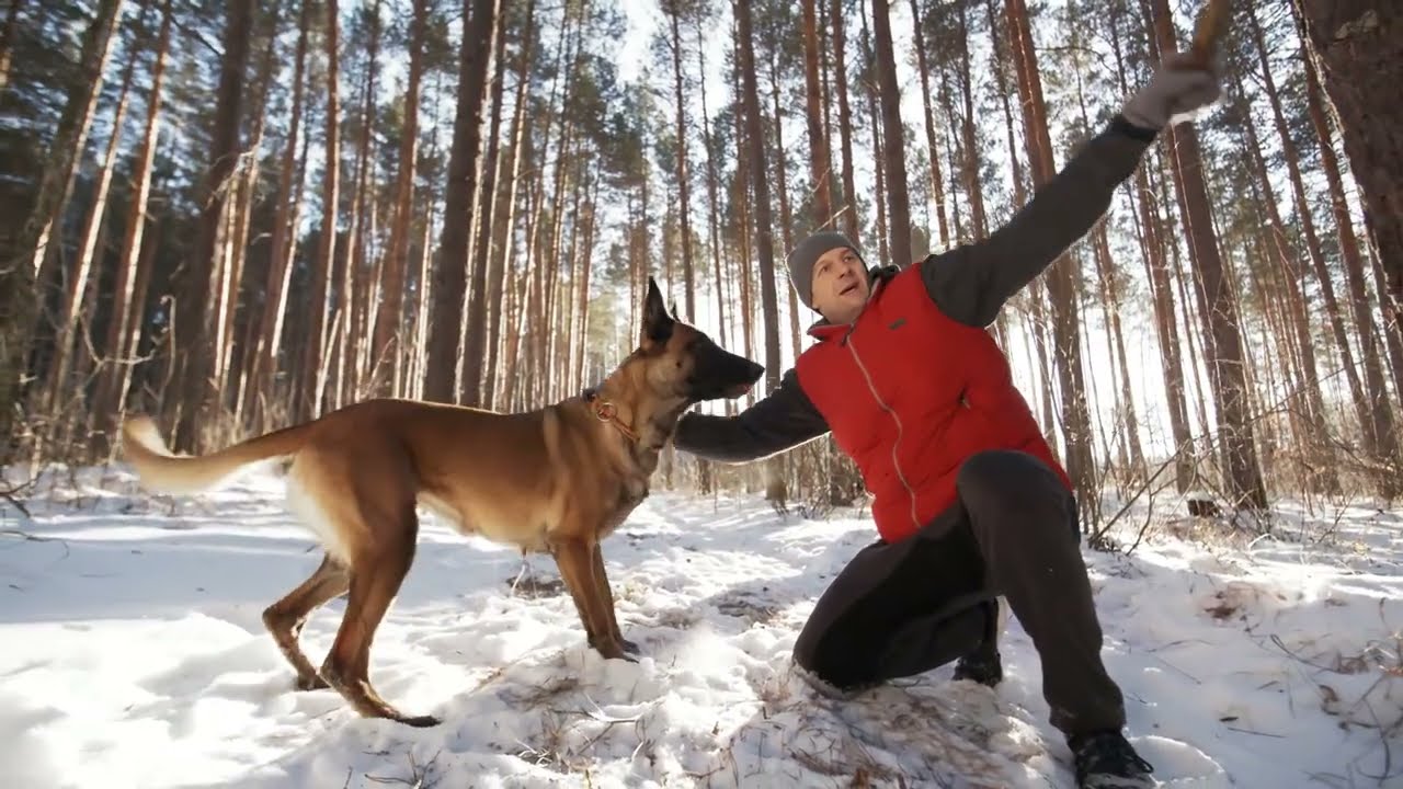 Tiny but mighty: Top protection dogs under 100lbs