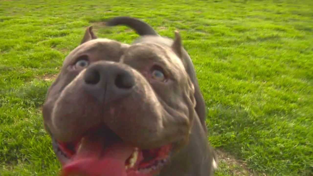 American bully - Biz Markie