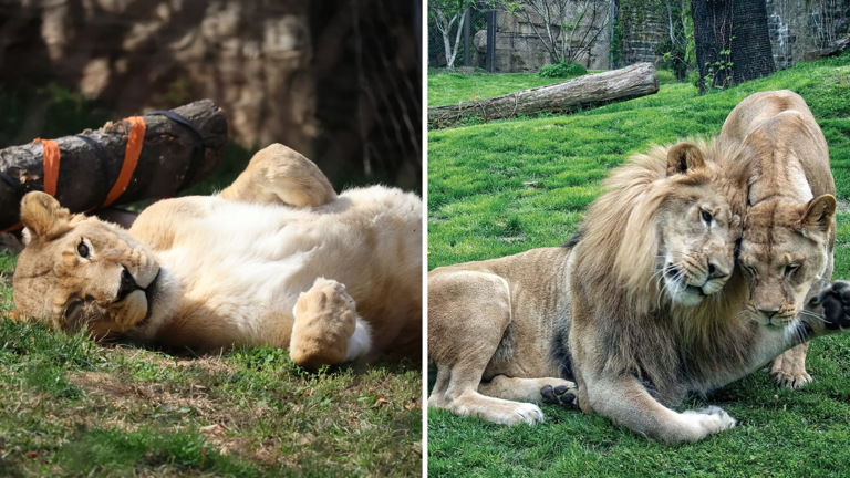 Tajiri, a 15-year-old lioness at the Philly Zoo, has died