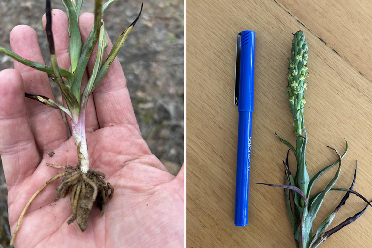 Residents in sleepy regional town alarmed after disturbing plant ...