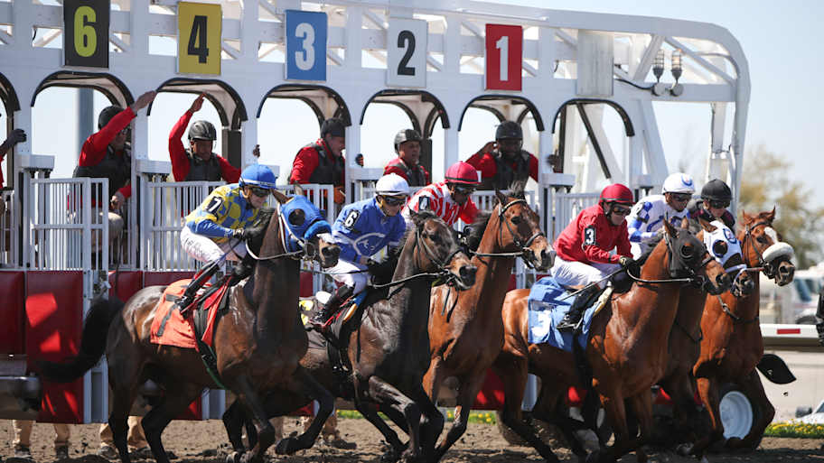 DRF's Horse Racing Playbook for Saturday, November 15, 2025