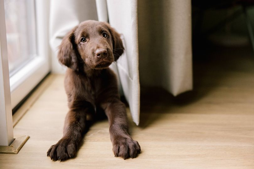 Three common household plants may 'poison' your dog, canine trainer warns