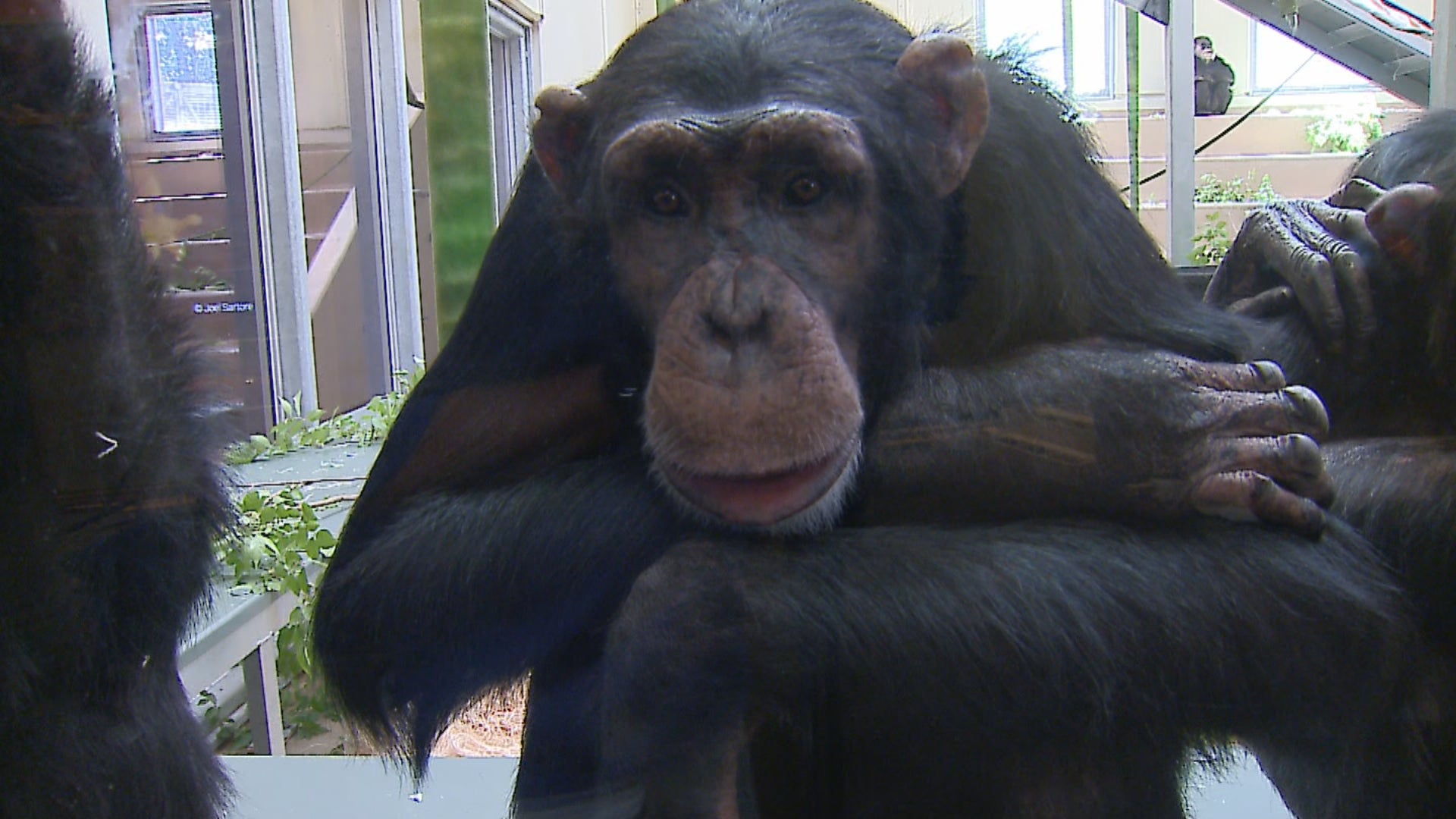 Chimpanzee safely captured after escaping Indianapolis Zoo exhibit