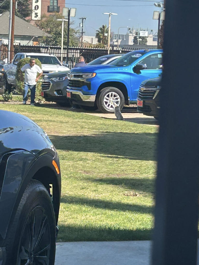 Stray Dog Follows Customers Around Car Dealership, Hoping To Find A Family