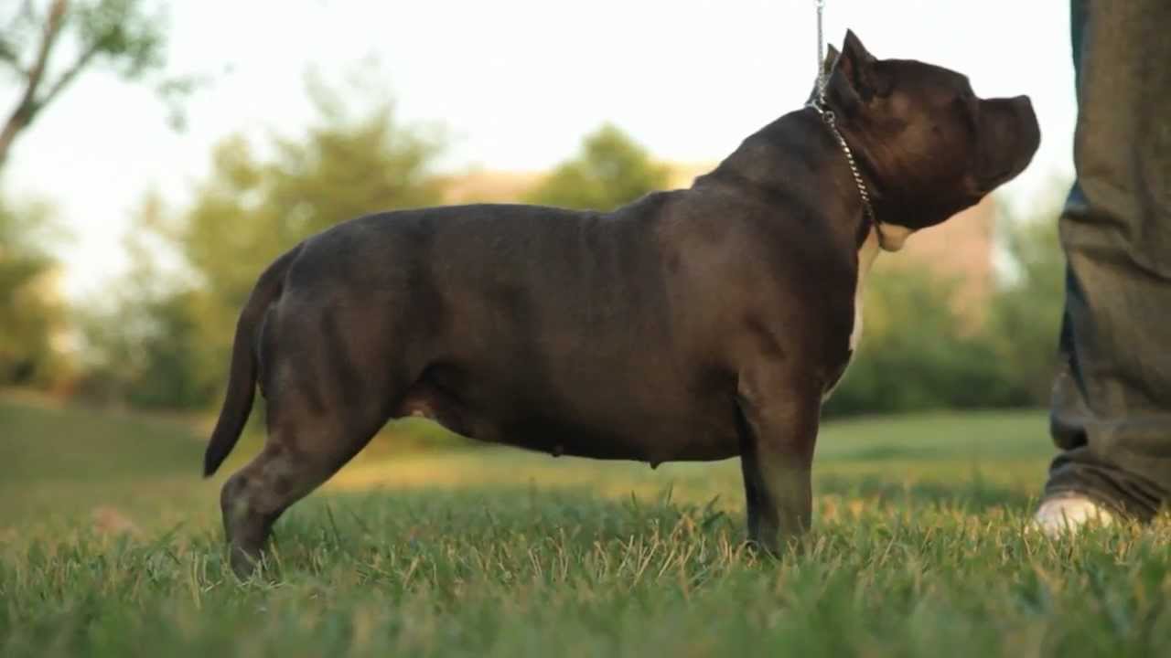 AMERICAN BULLY- GR CH.GORILLA'S APPLETINI