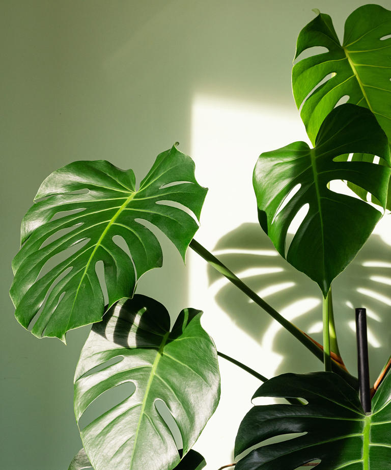 Your monstera needs these 3 things before March: It takes just 10 minutes