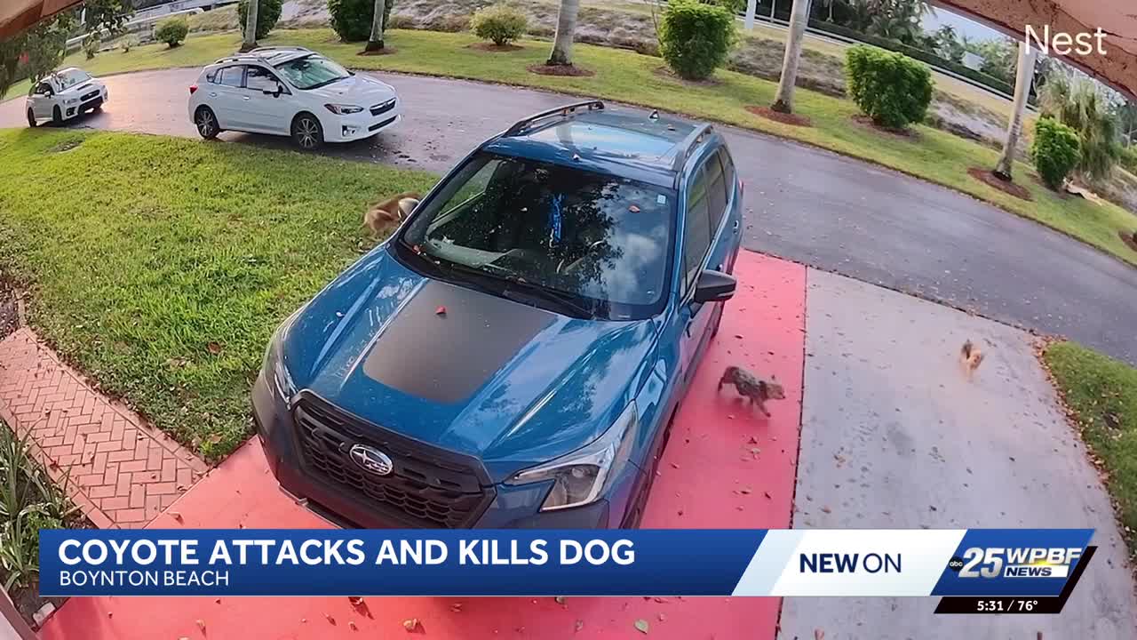 Family dog dies after brazen Boynton Beach coyote attack caught on camera