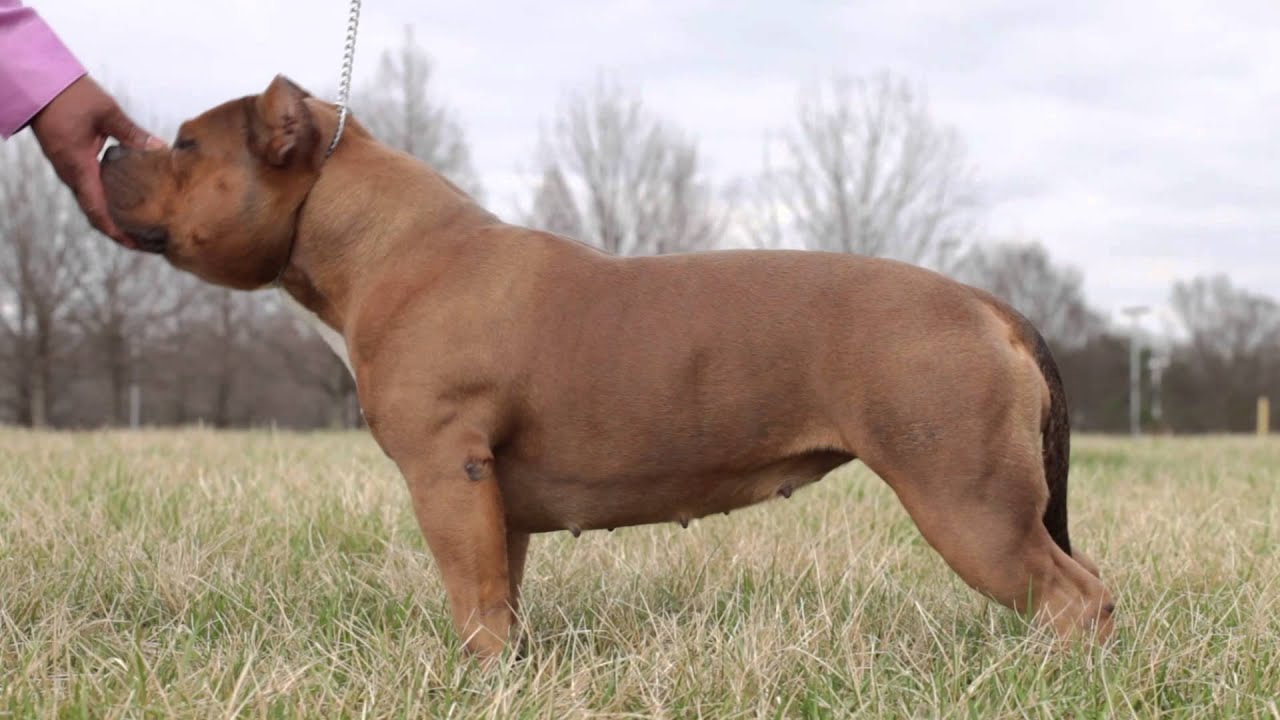 AMERICAN BULLY PERFECTION - Gr Ch SWEET-N-LOW