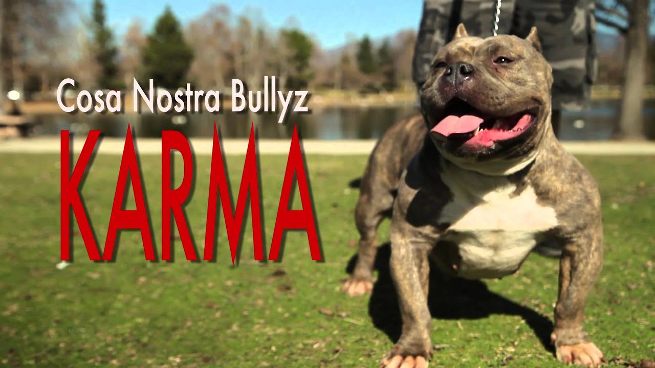 AMERICAN BULLY LEGEND - KING GOTTI