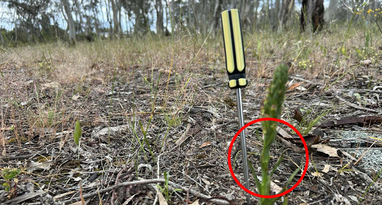 Residents in sleepy regional town alarmed after disturbing plant ...