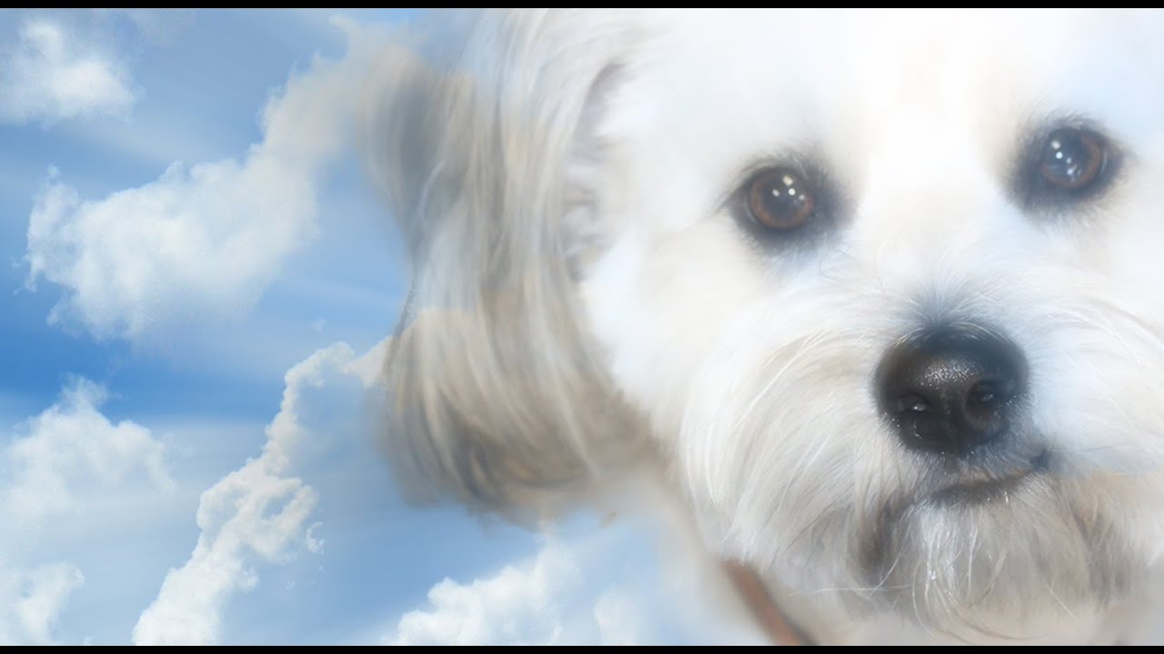 Photoshop tutorial: How to make a beautiful memorial of your pet
