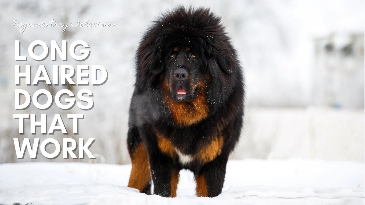Fabulous five: Long haired dog breeds that work!