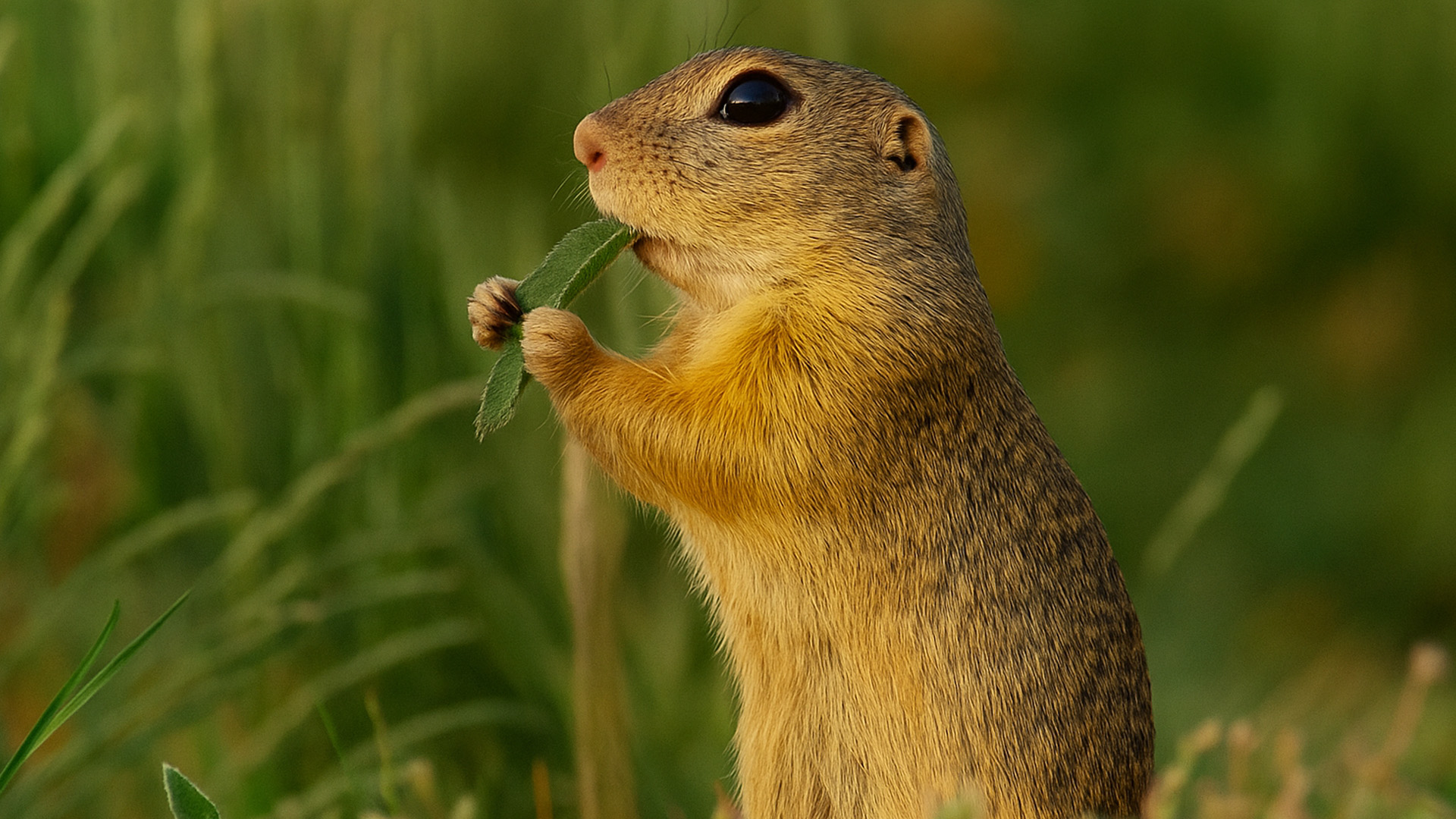 A Ground Squirrel Finds Its Food in the Grass