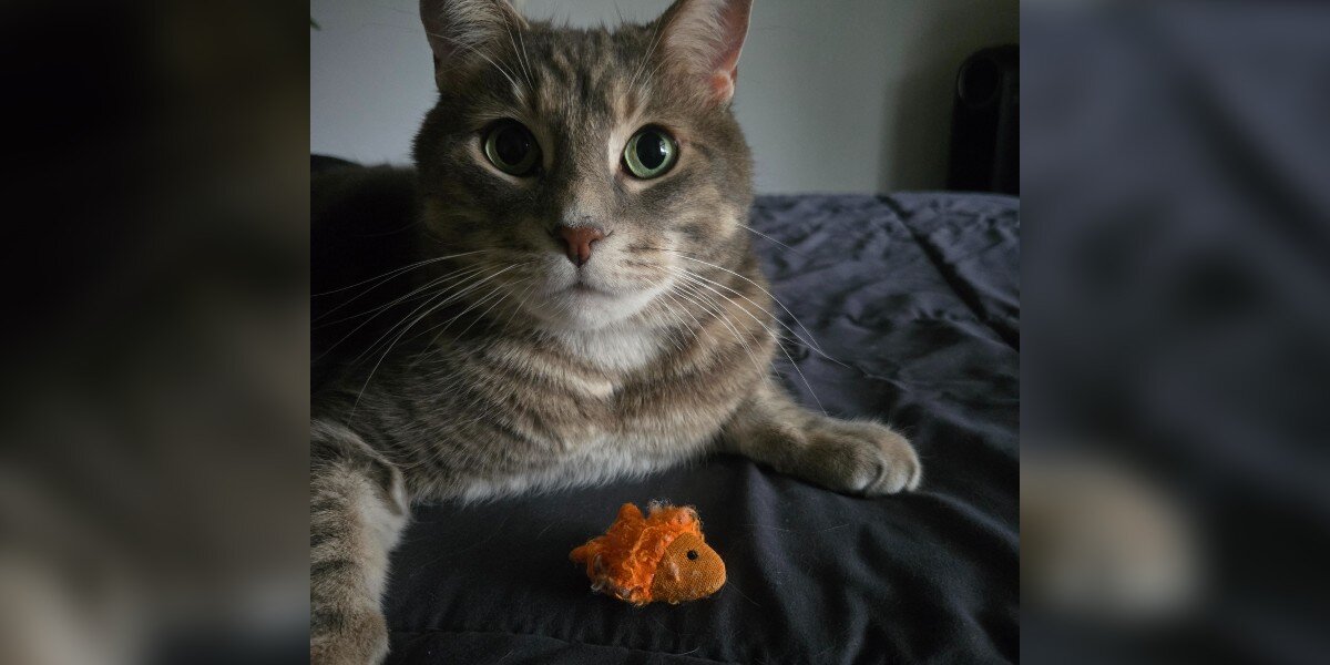 Cat Dad Takes Devotion To A New Level With 'Cutest Tattoo Ever'