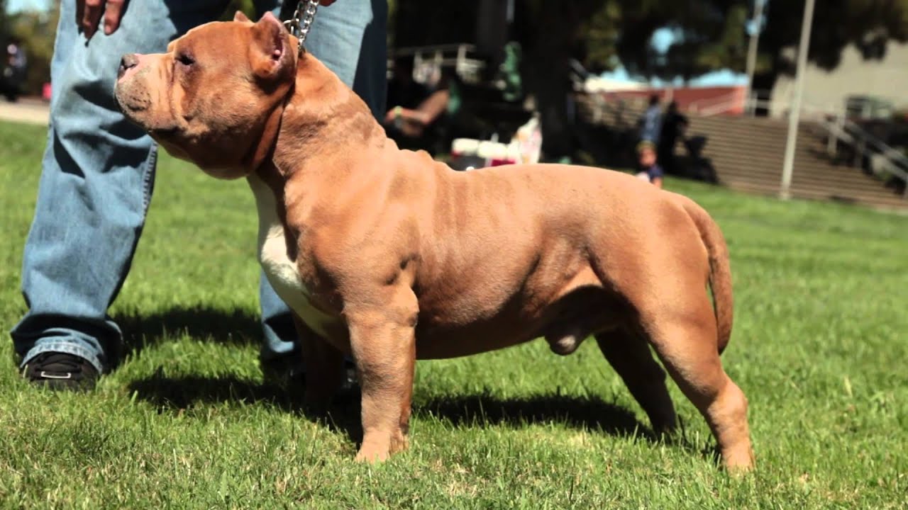American bully battle - Vegas vs Pretty Boy