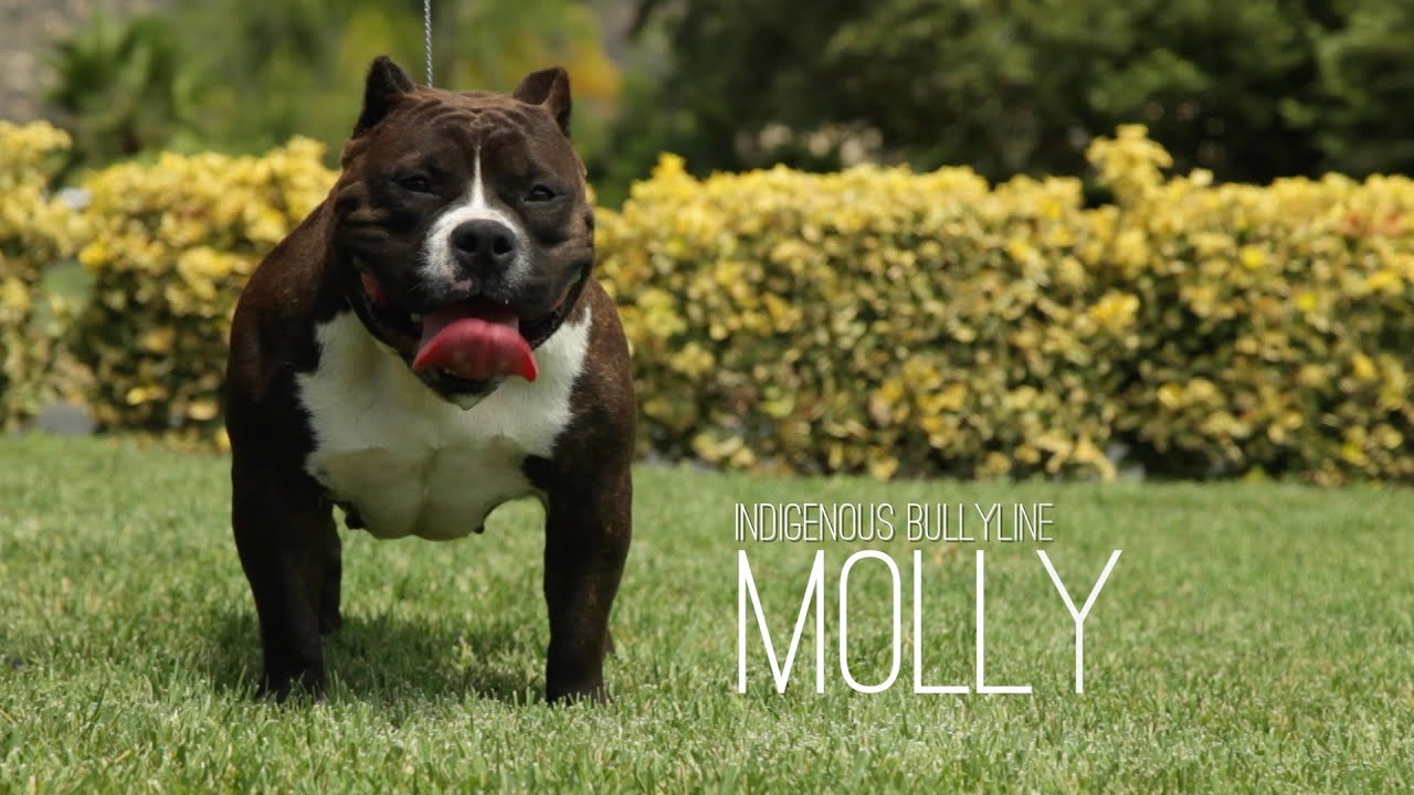 Indigenous Bullyline - American bully breeding the Native American way!