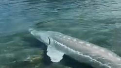 Viral Ikan Sturgeon, Raksasa Air Tawar yang Sudah Ada Sejak 200 Juta ...