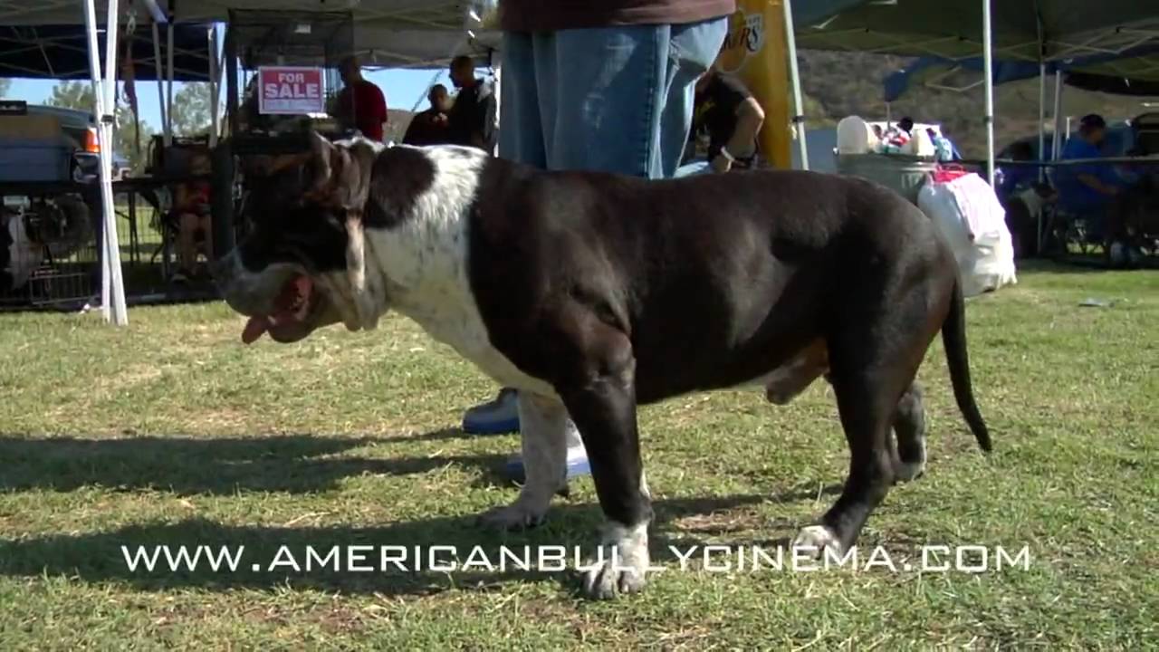 American Bully - El Centenario