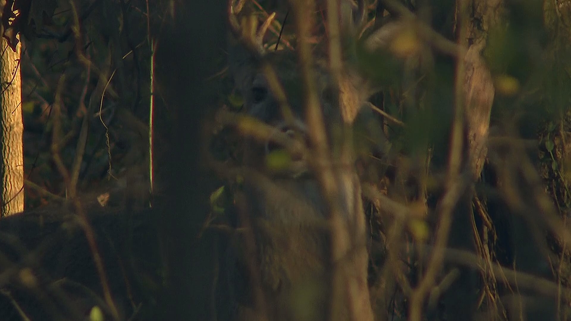 St. Louis County hunters must go to CWD testing sites this weekend ...