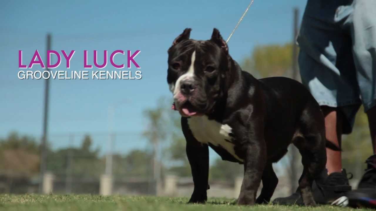 Exotic bully - Lady Luck