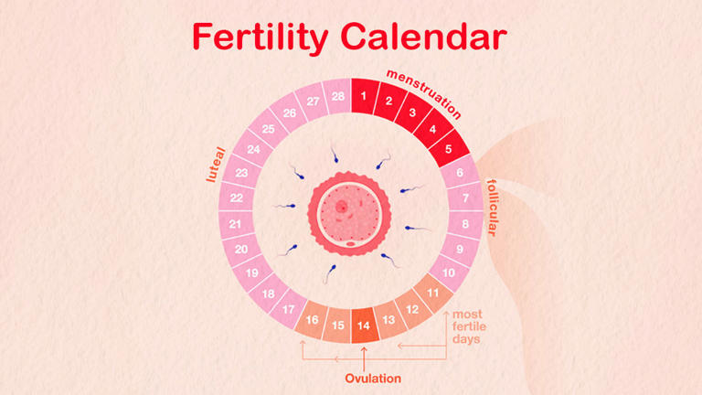 Fertility Calendar: How To Count Safe Days To Have Sex After Periods ...