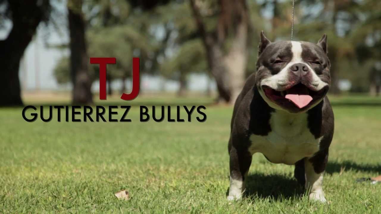 American bully - TJ