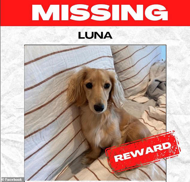 Devastated dog owner employs a PET DETECTIVE after her dachshund Luna ...