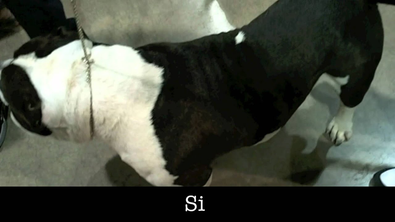 American bully - sideshow