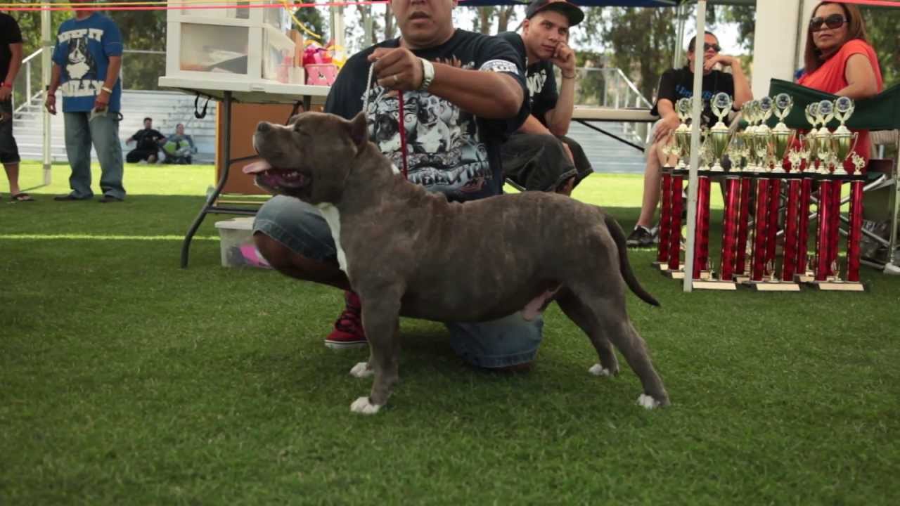 Bully Breed Registry - IBKC