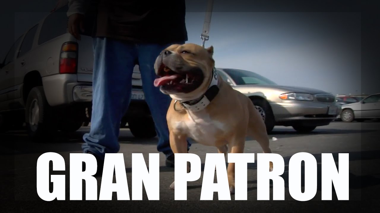 American bully - Gran Patron (re-up)