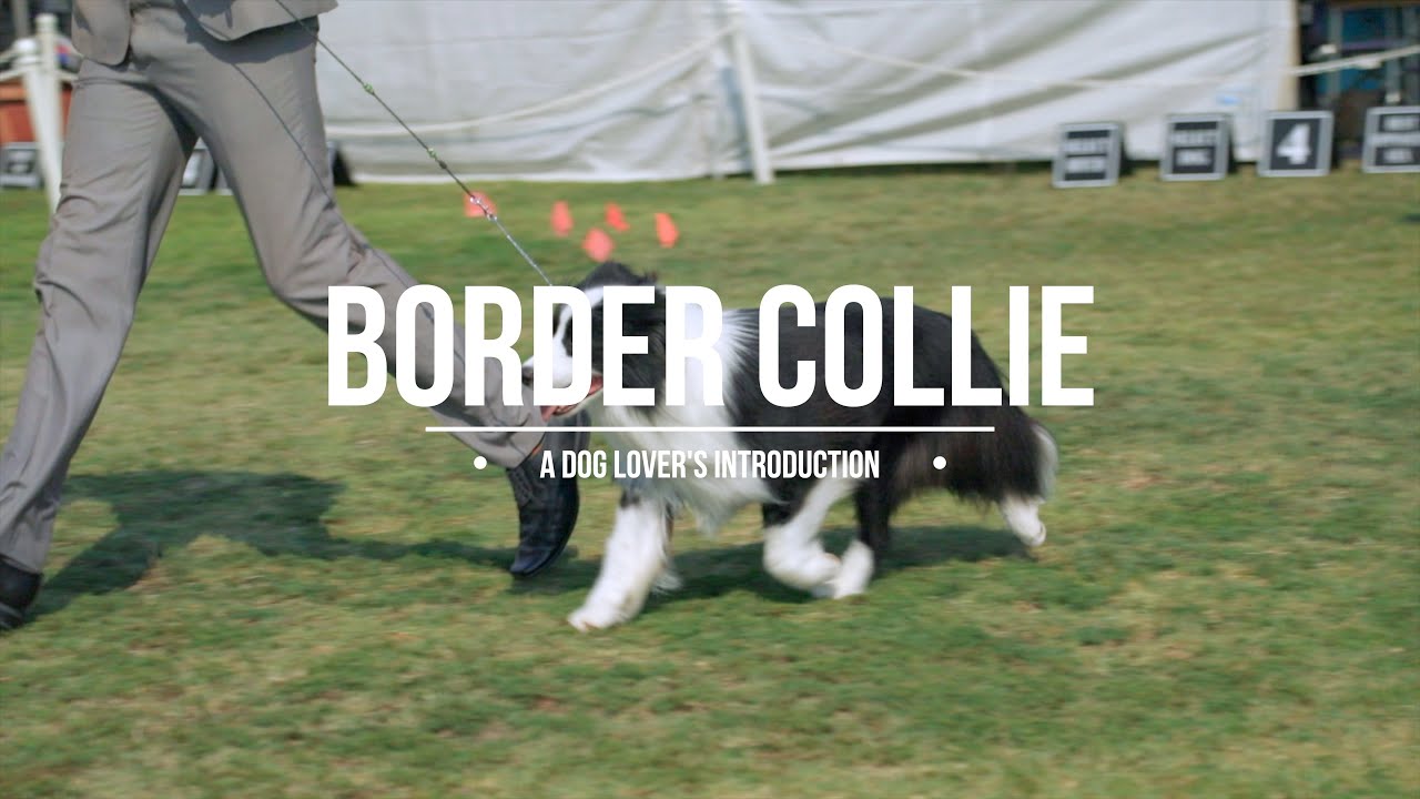 The fascinating world of border collies